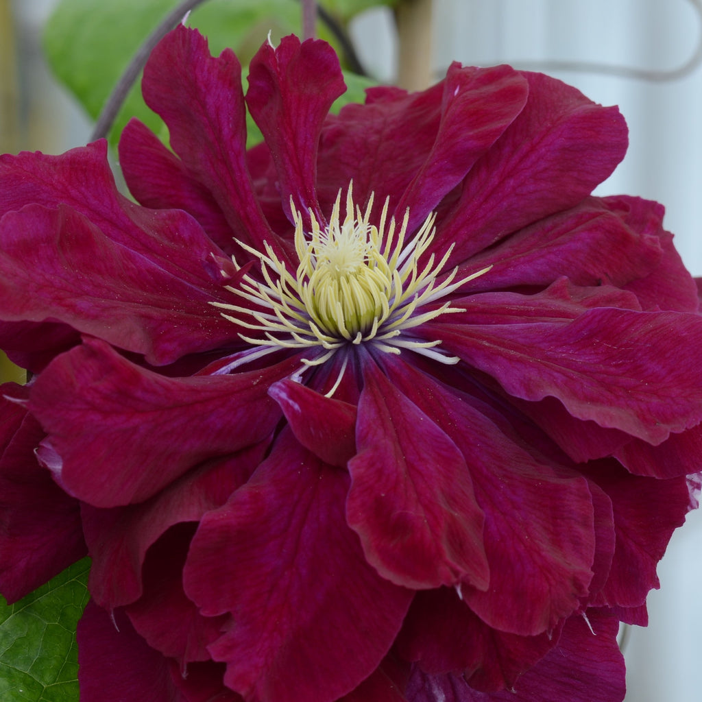 Preorder Clematis 'Charmaine'| Amsterdam Garden Centre