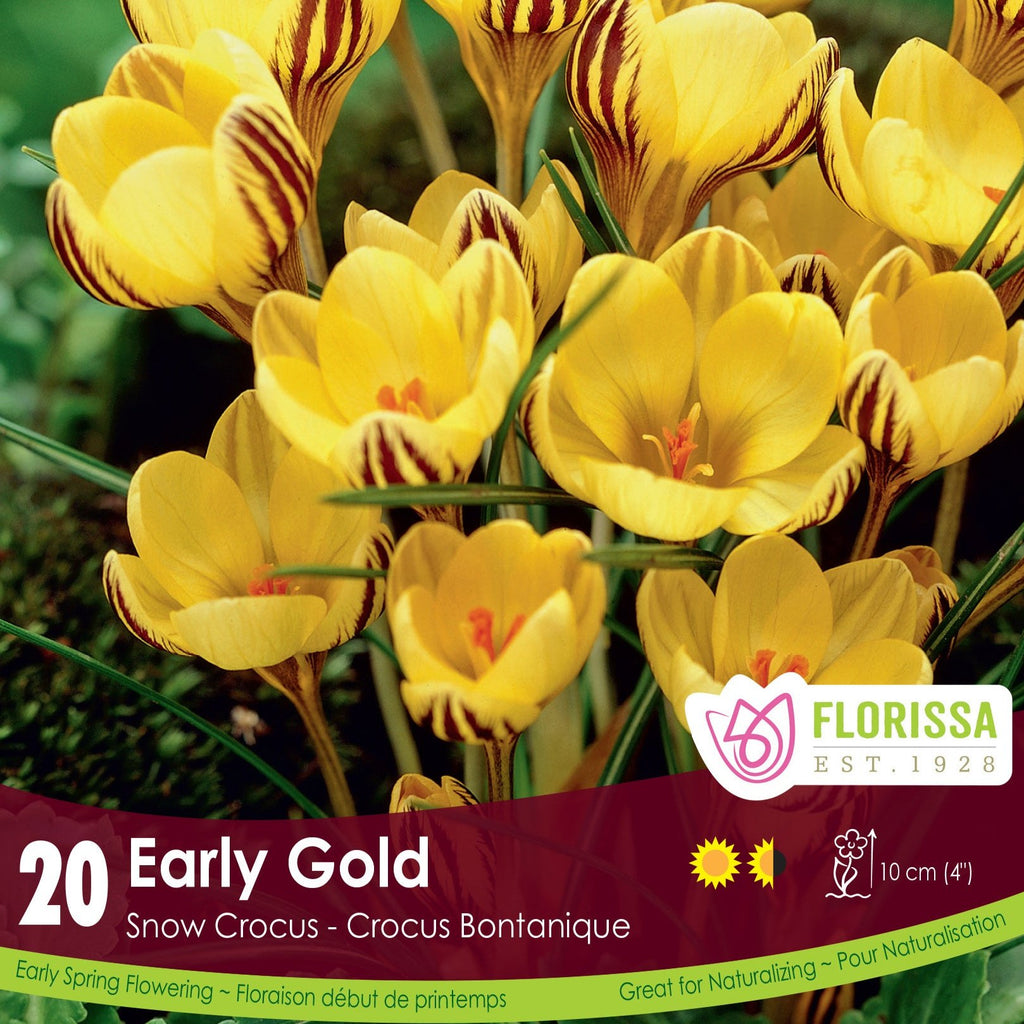 Preorder Crocus ‘Early Gold’ | Amsterdam Garden Centre