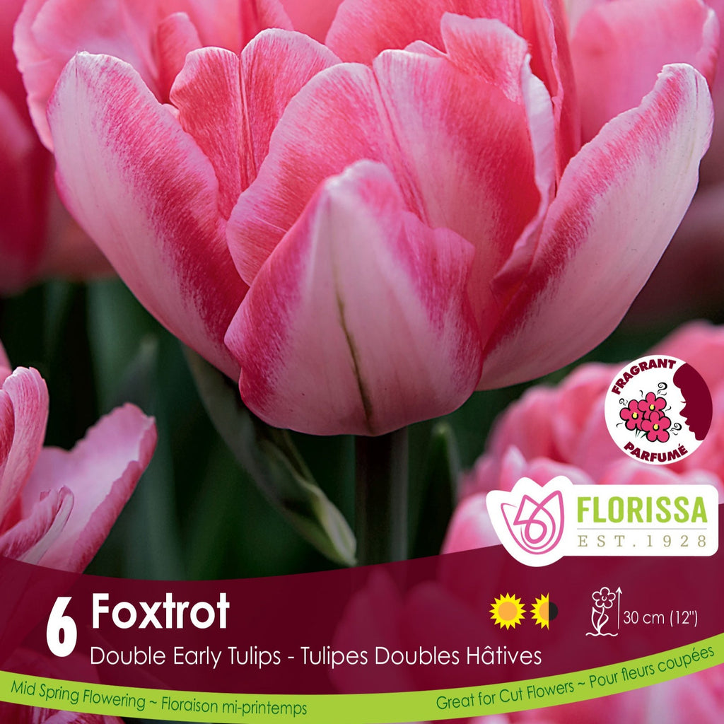 Preorder Tulip 'Foxtrot' Bulbs | Amsterdam Garden Centre