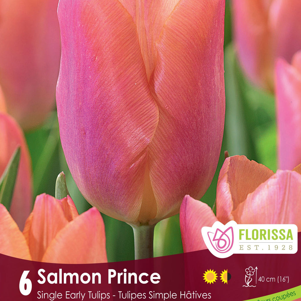 Preorder Tulip 'Salmon Prince' Bulbs | Amsterdam Garden Centre