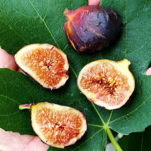Preorder Fig - Ficus carica ‘Little Ruby’ | Amsterdam Garden Centre