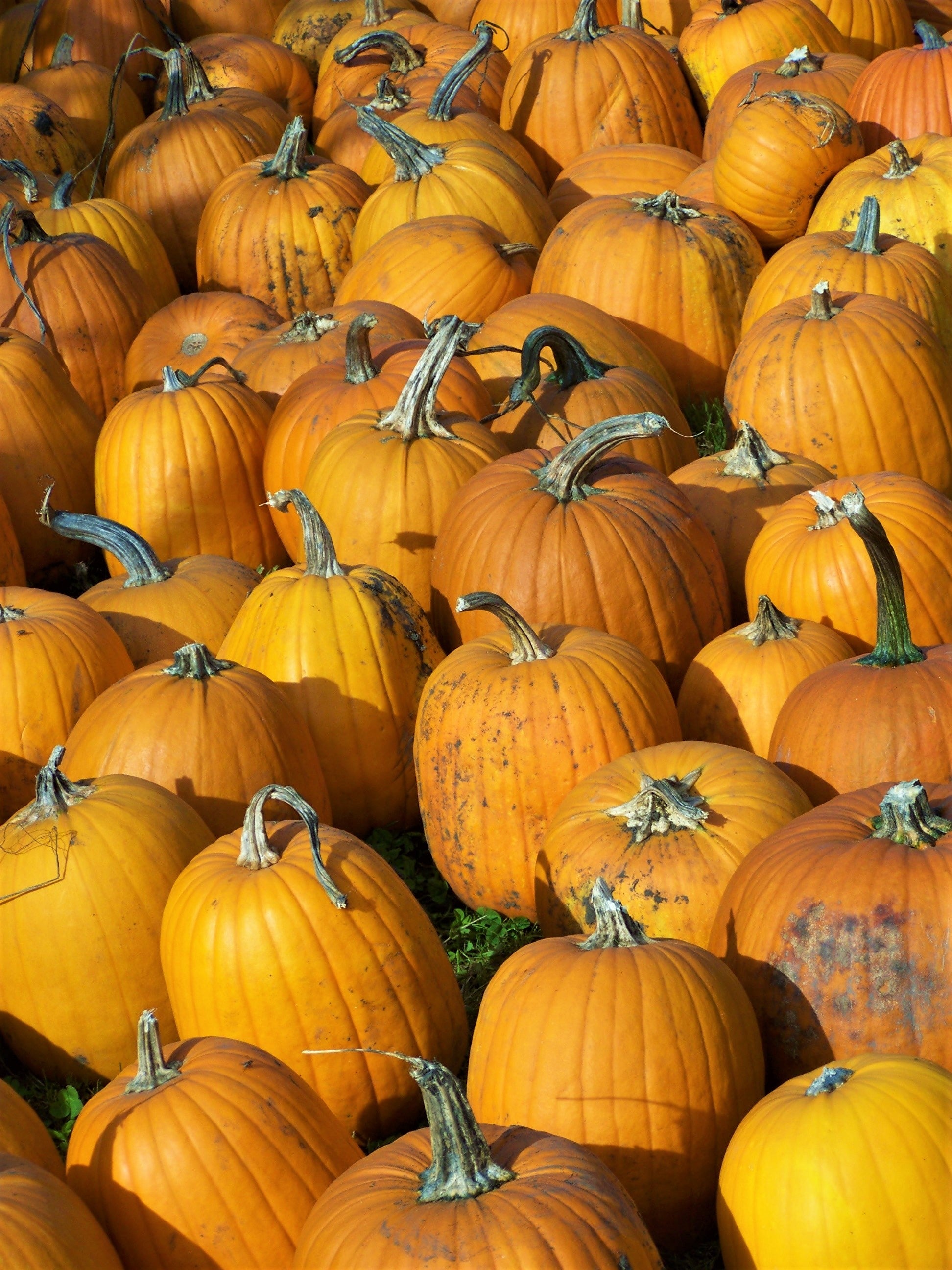The Real Jack-O-Lantern – Amsterdam Garden Centre