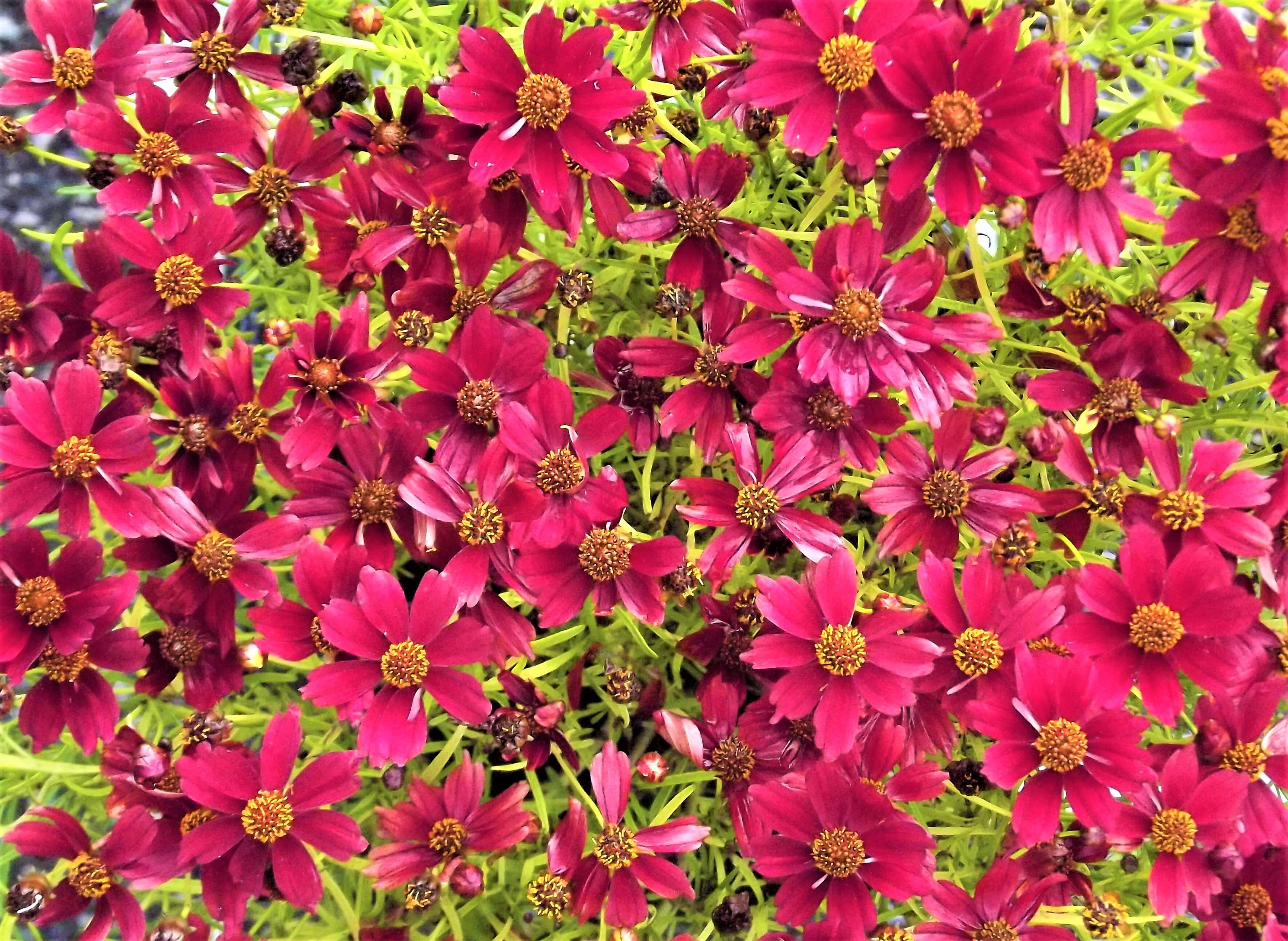 Coreopsis for the People – Amsterdam Garden Centre