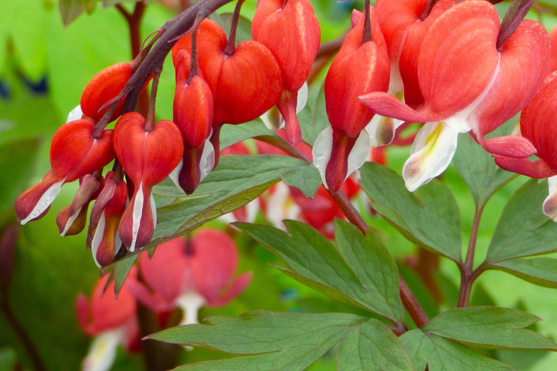 Preorder Clematis ‘Violet Elizabeth’ | Amsterdam Garden Centre