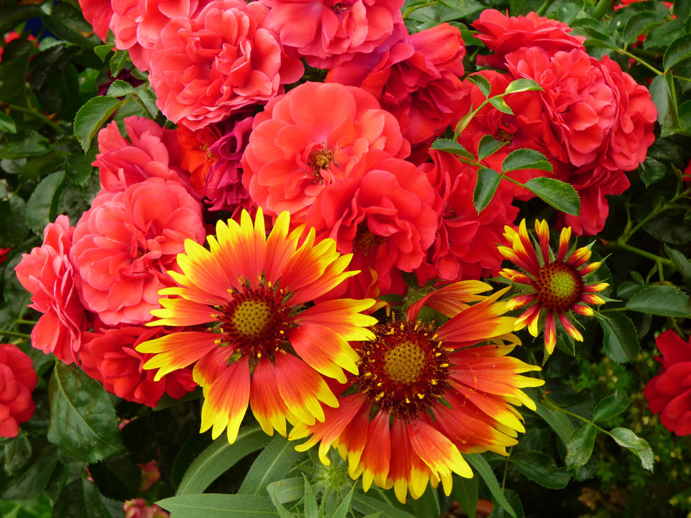 8 High-Contrast Perennial Pairings – Amsterdam Garden Centre