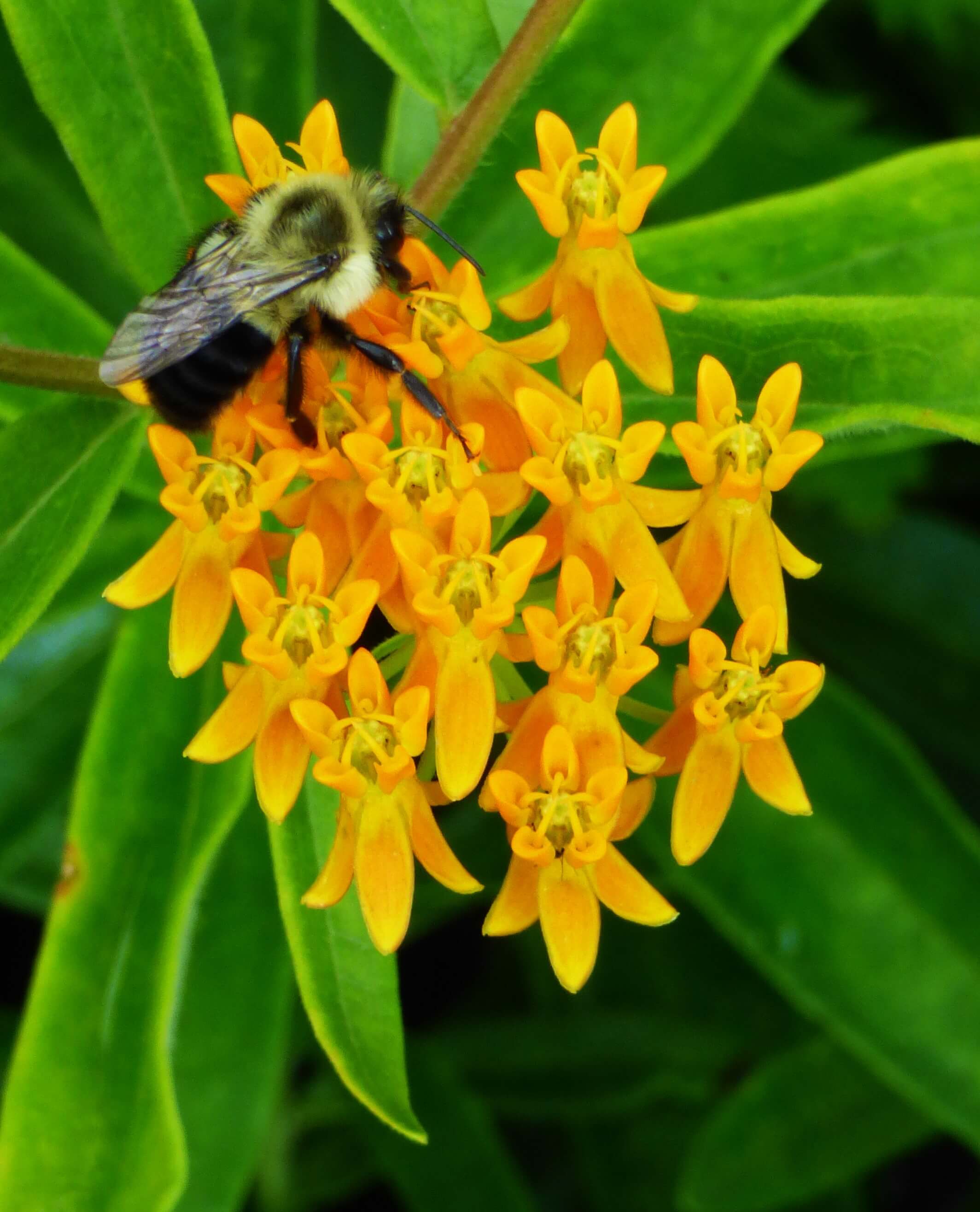 More Bees Please! – Amsterdam Garden Centre