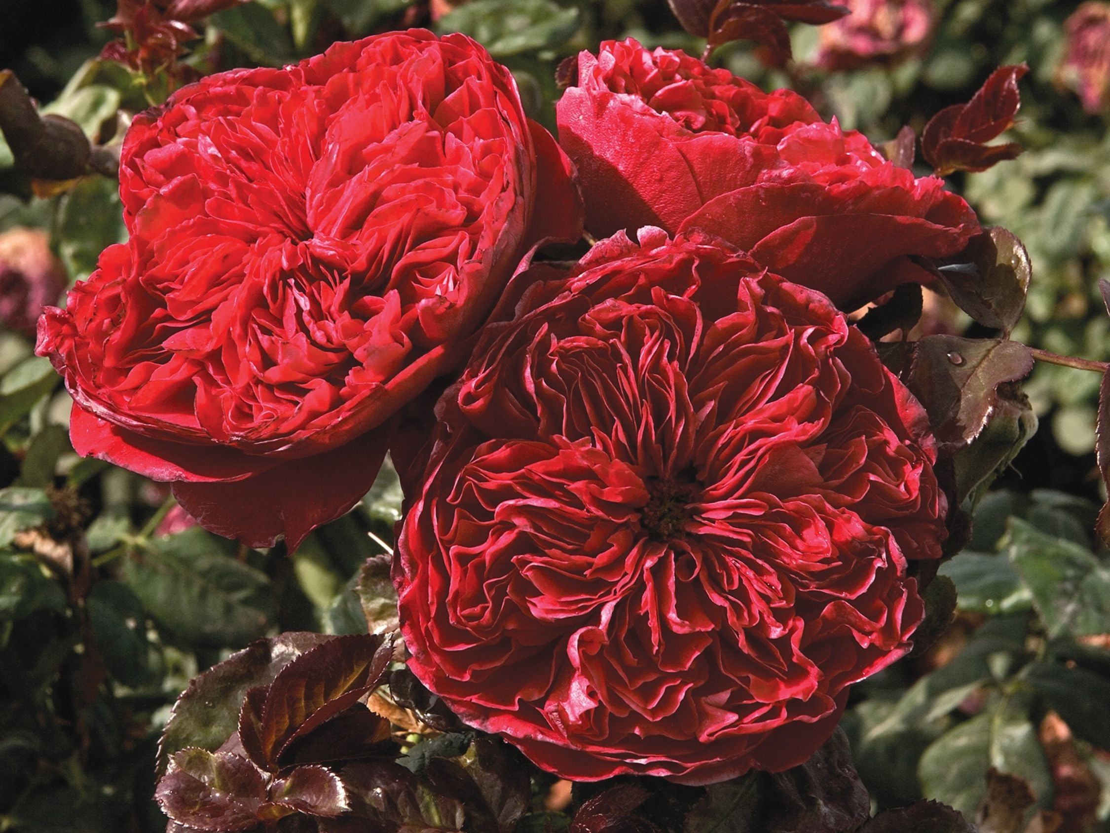 Blog - Award-Winning Fragrant Roses | Amsterdam Garden Centre