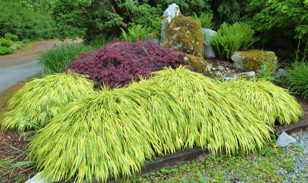 Redefining Groundcovers – Amsterdam Garden Centre