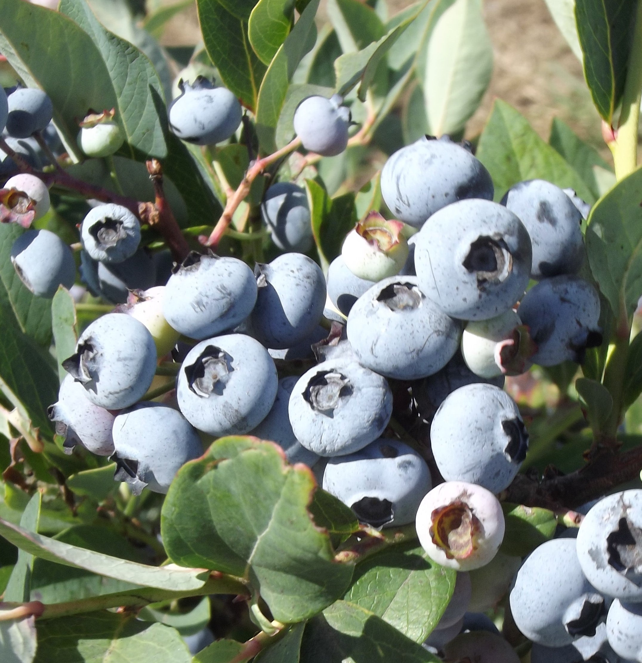 Preorder Blueberry Bushes | Amsterdam Garden Centre