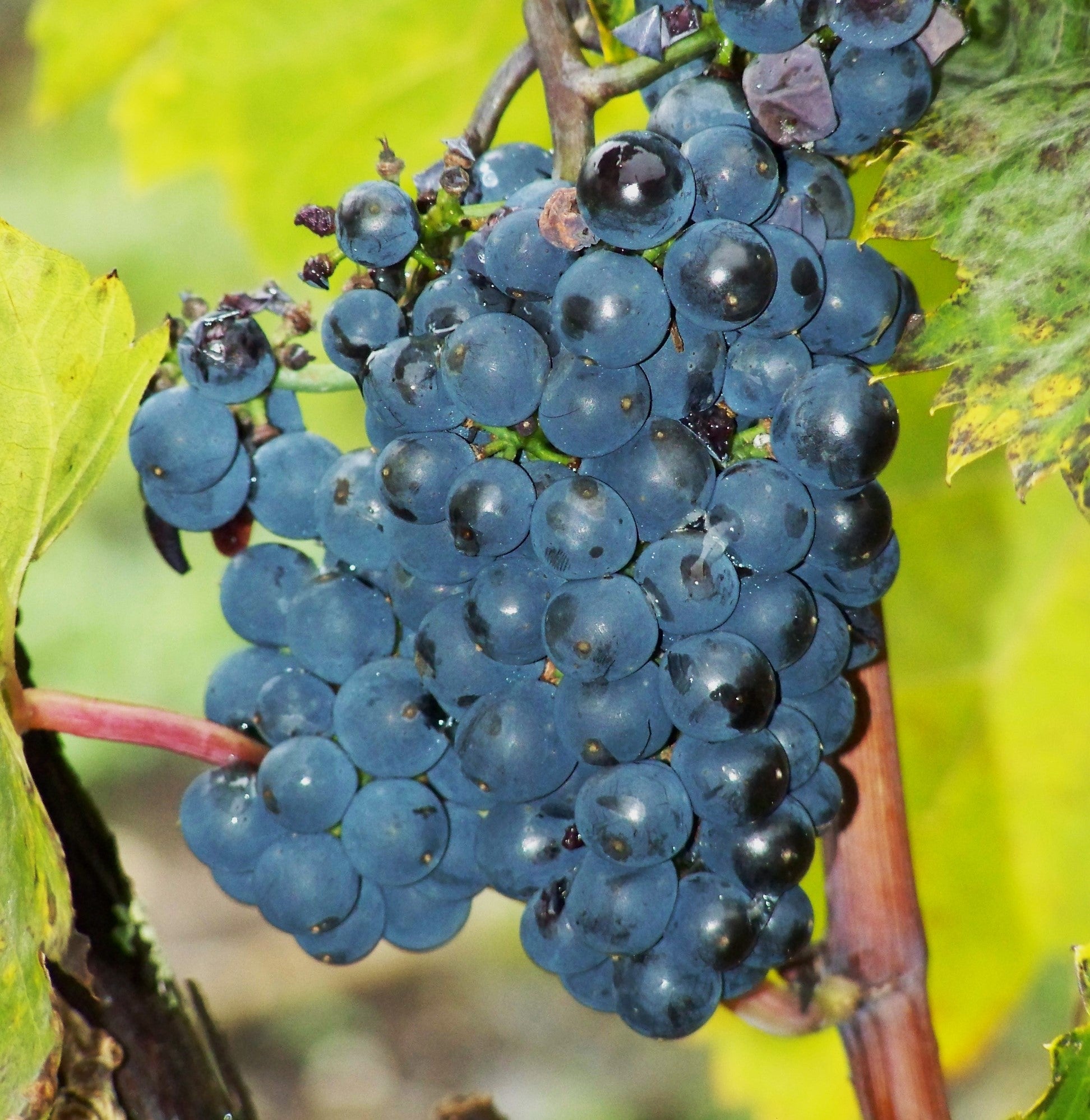 Preorder Grapes | Amsterdam Garden Centre