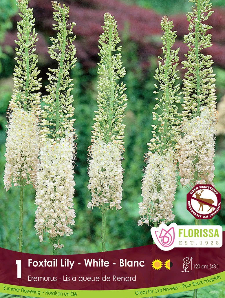 Preorder Eremurus Bulbs | Amsterdam Garden Centre