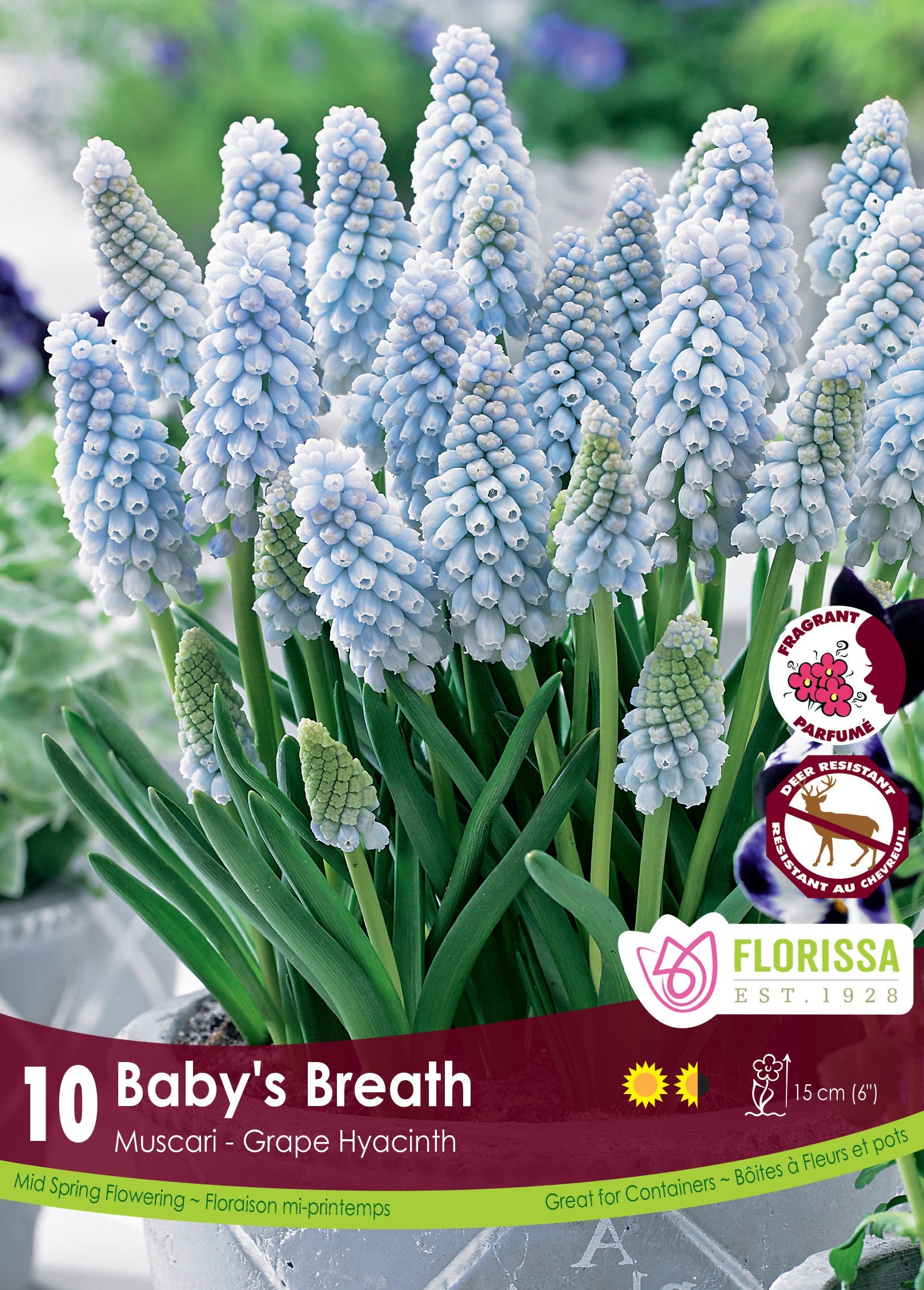 Grape Hyacinths (Muscari) – Amsterdam Garden Centre