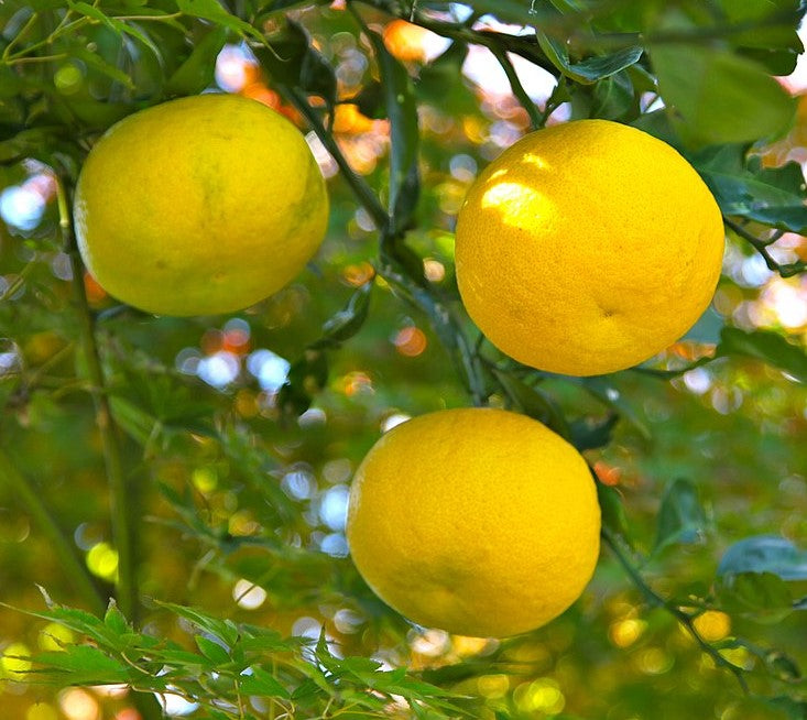 Preorder Citrus Plants | Amsterdam Garden Centre