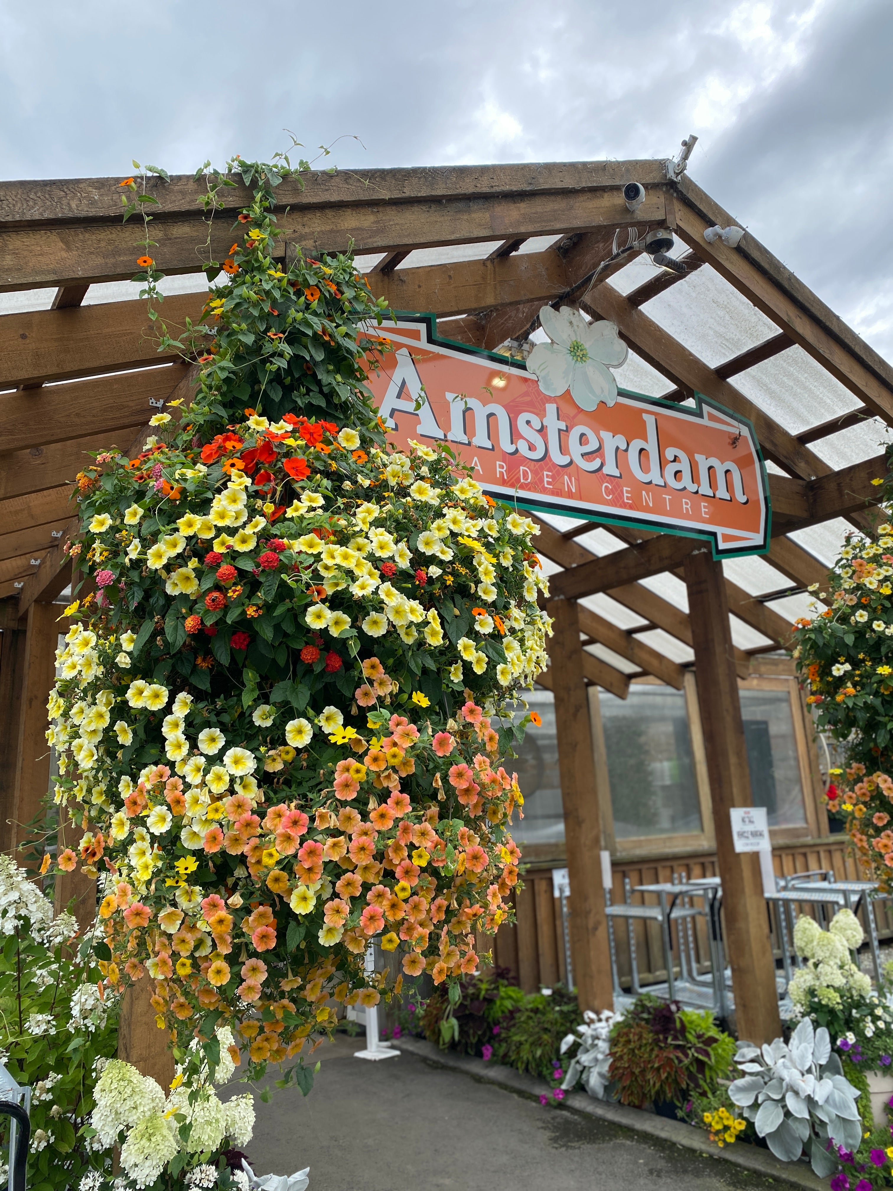 Preorder Moss Hanging Baskets | Amsterdam Garden Centre
