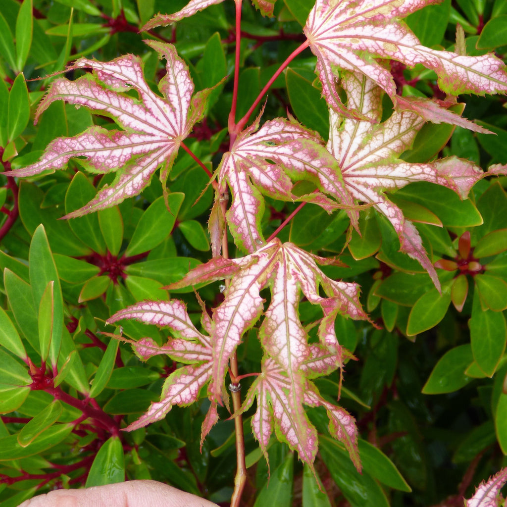 Preorder Acer palmatum 'White Peaches' | Amsterdam Garden Centre