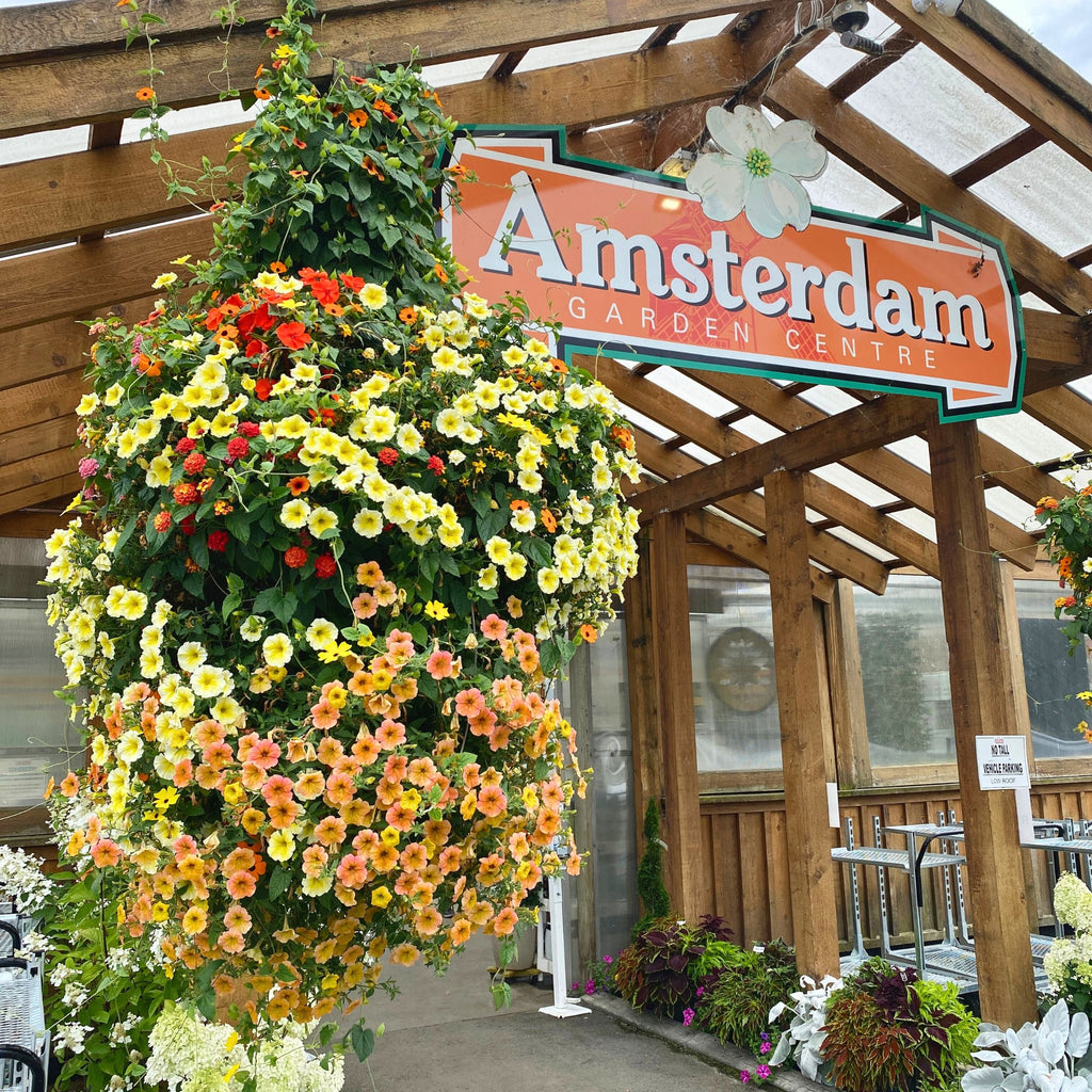 Preorder Amsterdam Garden Centre Moss Hanging Basket | Amsterdam Garden ...