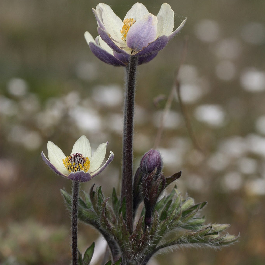 Preorder Anemone multifida (Cut-Leaf Anemone) | Amsterdam Garden Centre