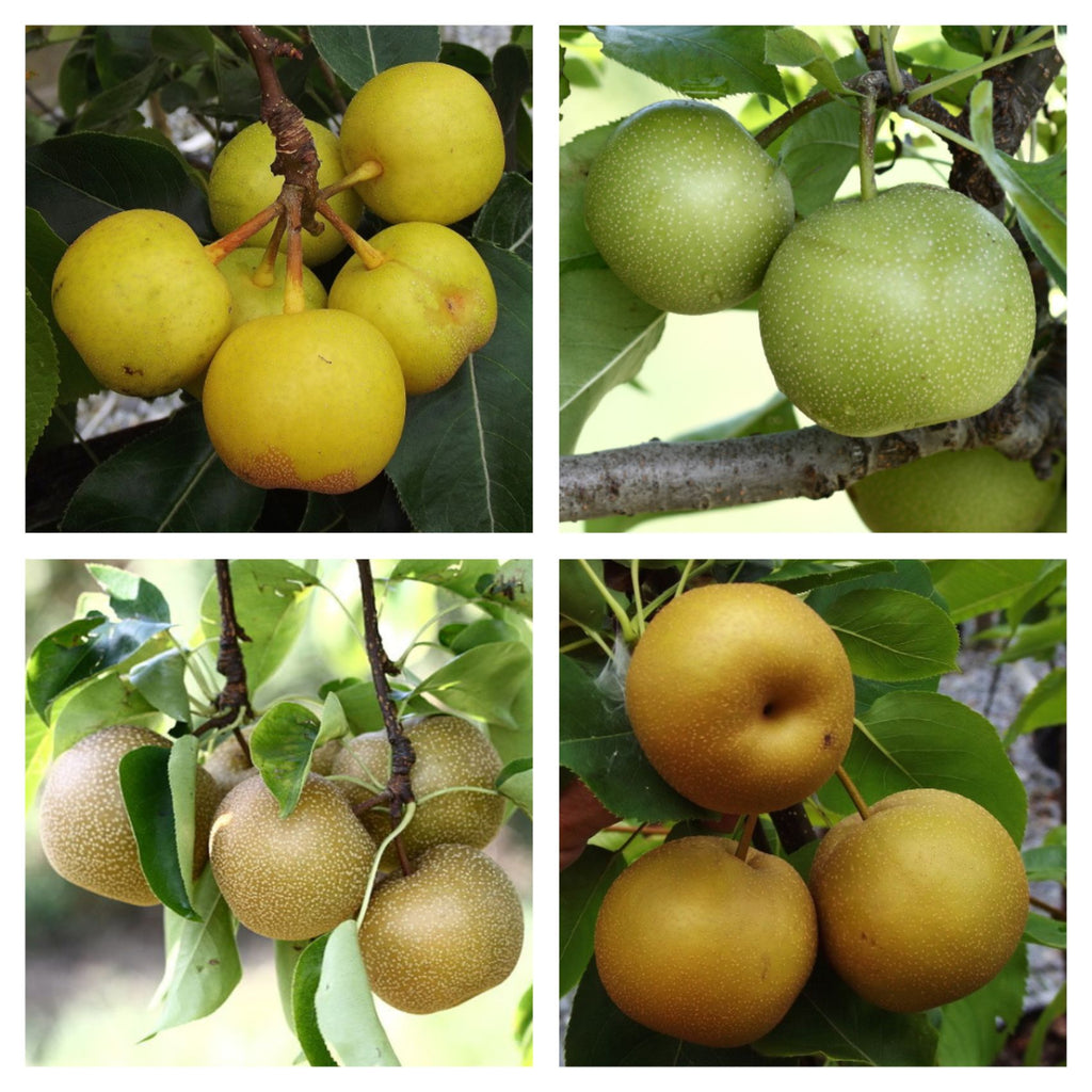 Preorder Asian Pear - 4-Way Combination Asian Pear | Amsterdam Garden ...