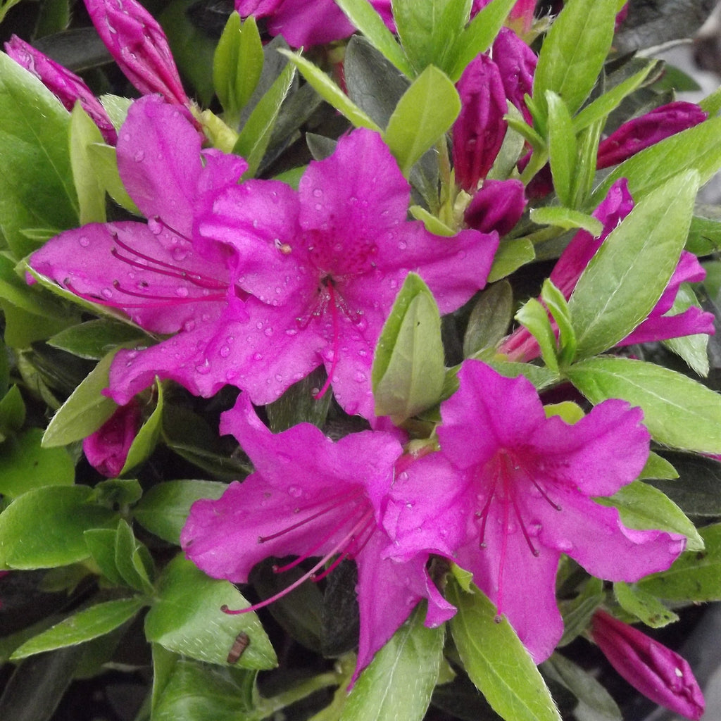 Preorder Azalea ‘Blue Danube’ | Amsterdam Garden Centre
