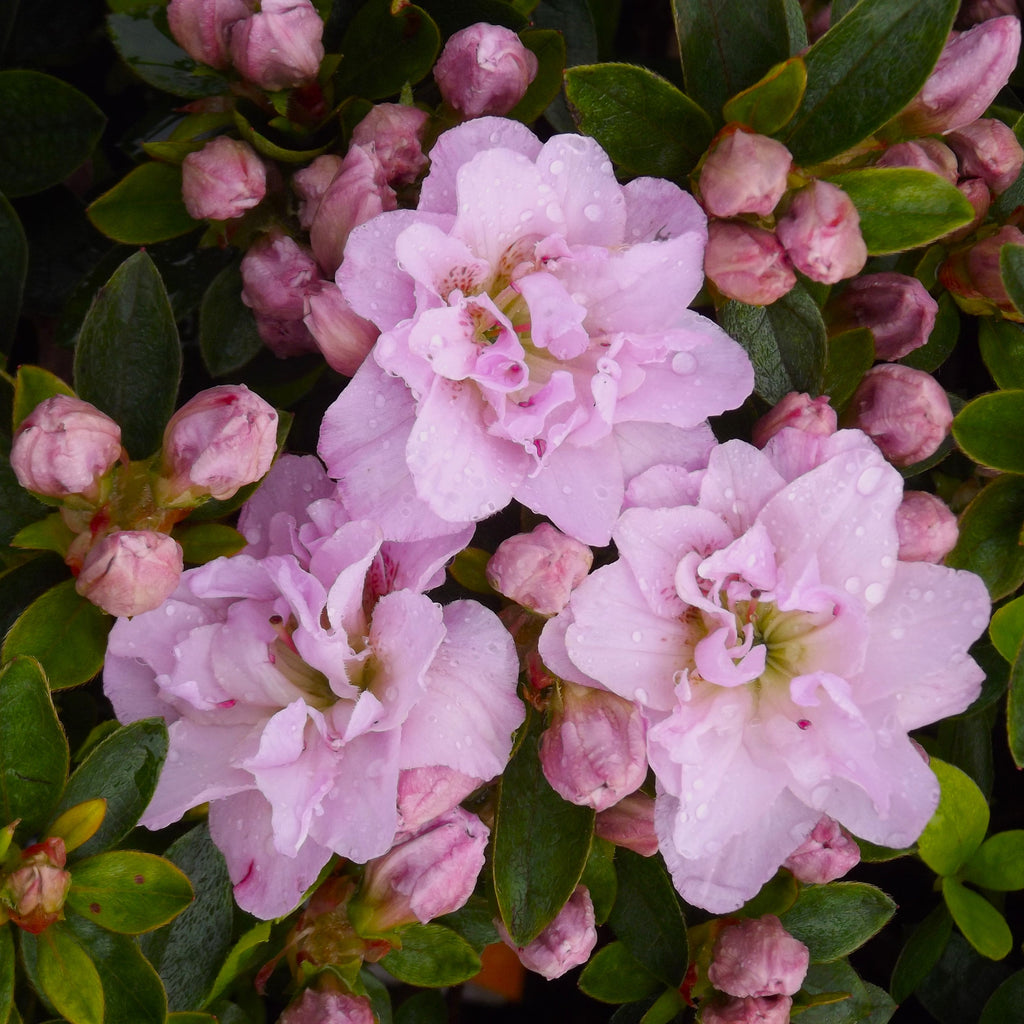 Preorder Azalea ‘Elsie Lee’ | Amsterdam Garden Centre