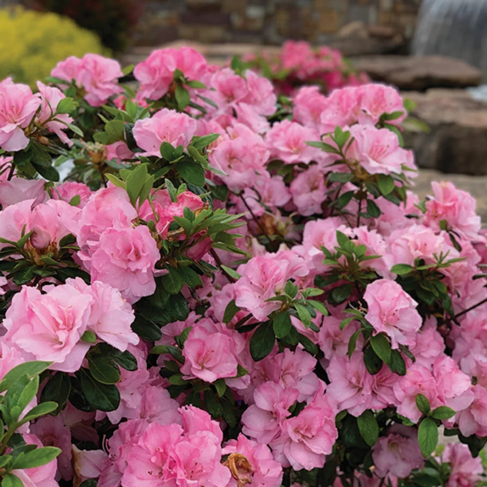 Preorder Azalea ‘Ever After Blush’ | Amsterdam Garden Centre