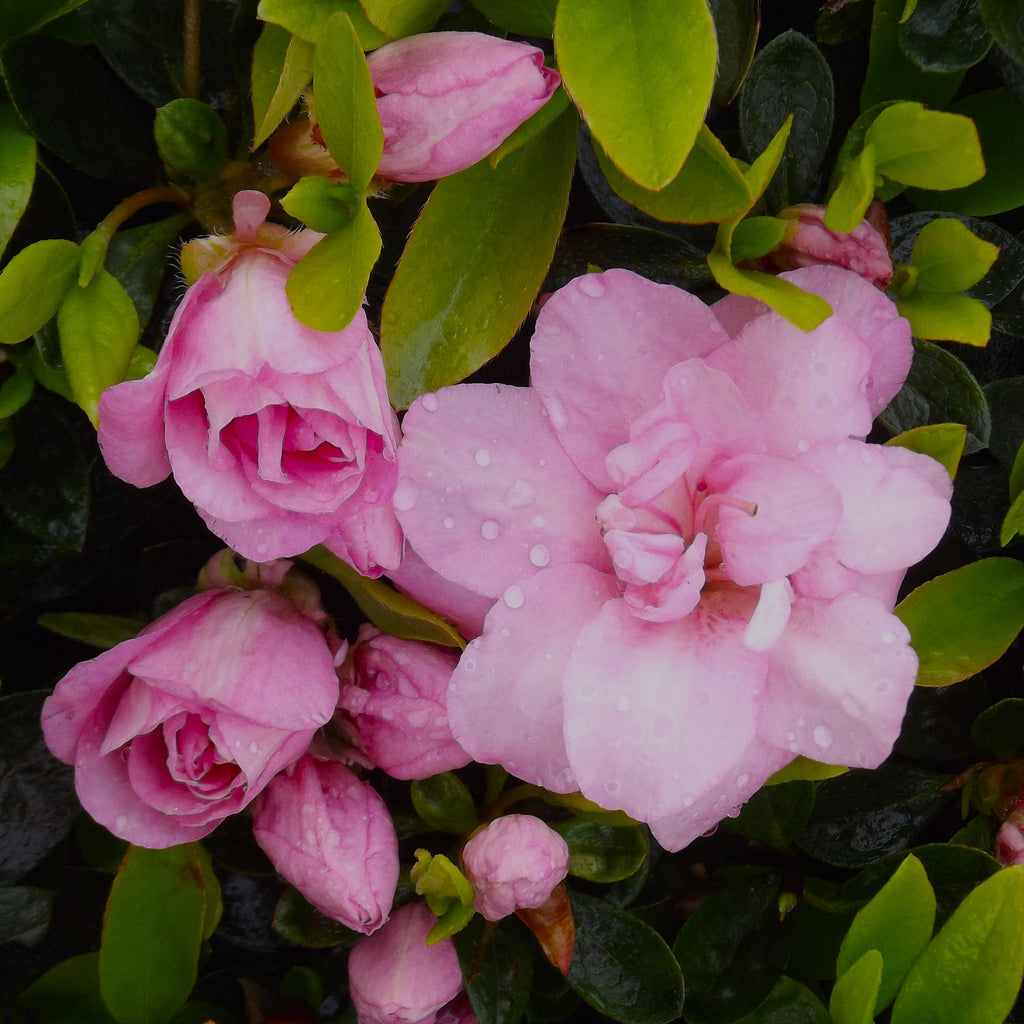 Preorder Azalea ‘Rosebud' | Amsterdam Garden Centre
