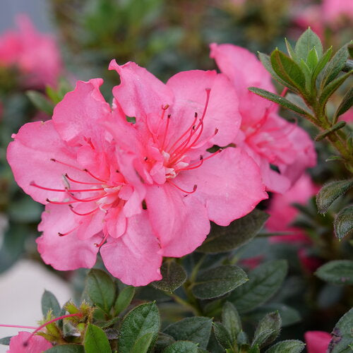 Preorder Azalea ‘Perfecto Mundo Epic Coral’ | Amsterdam Garden Centre