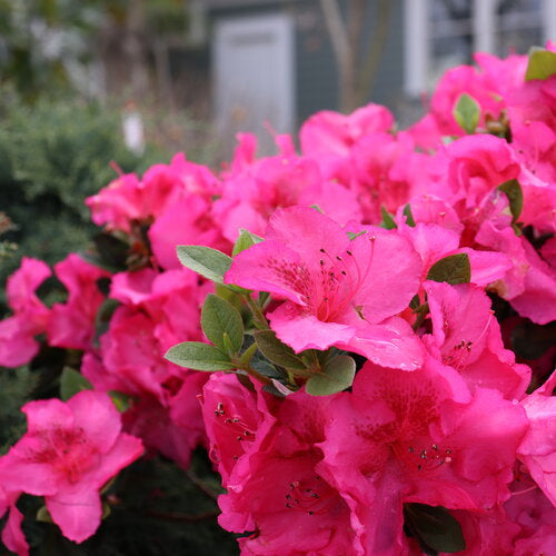 Preorder Azalea ‘Perfecto Mundo Epic Pink’ | Amsterdam Garden Centre