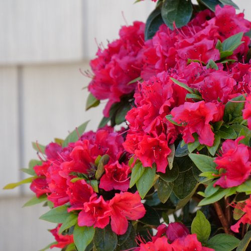 Preorder Azalea ‘Perfecto Mundo Red’ | Amsterdam Garden Centre
