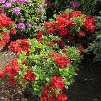 Preorder Azalea ‘Red Demon' | Amsterdam Garden Centre