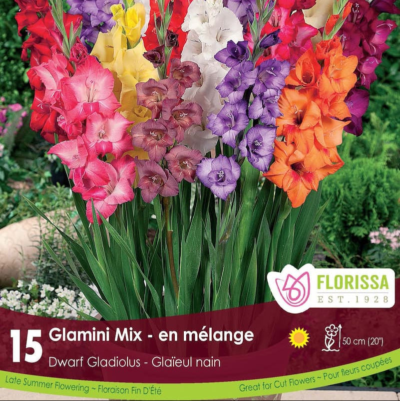 Preorder Gladiolus Glamini Mix Bulbs | Amsterdam Garden Centre