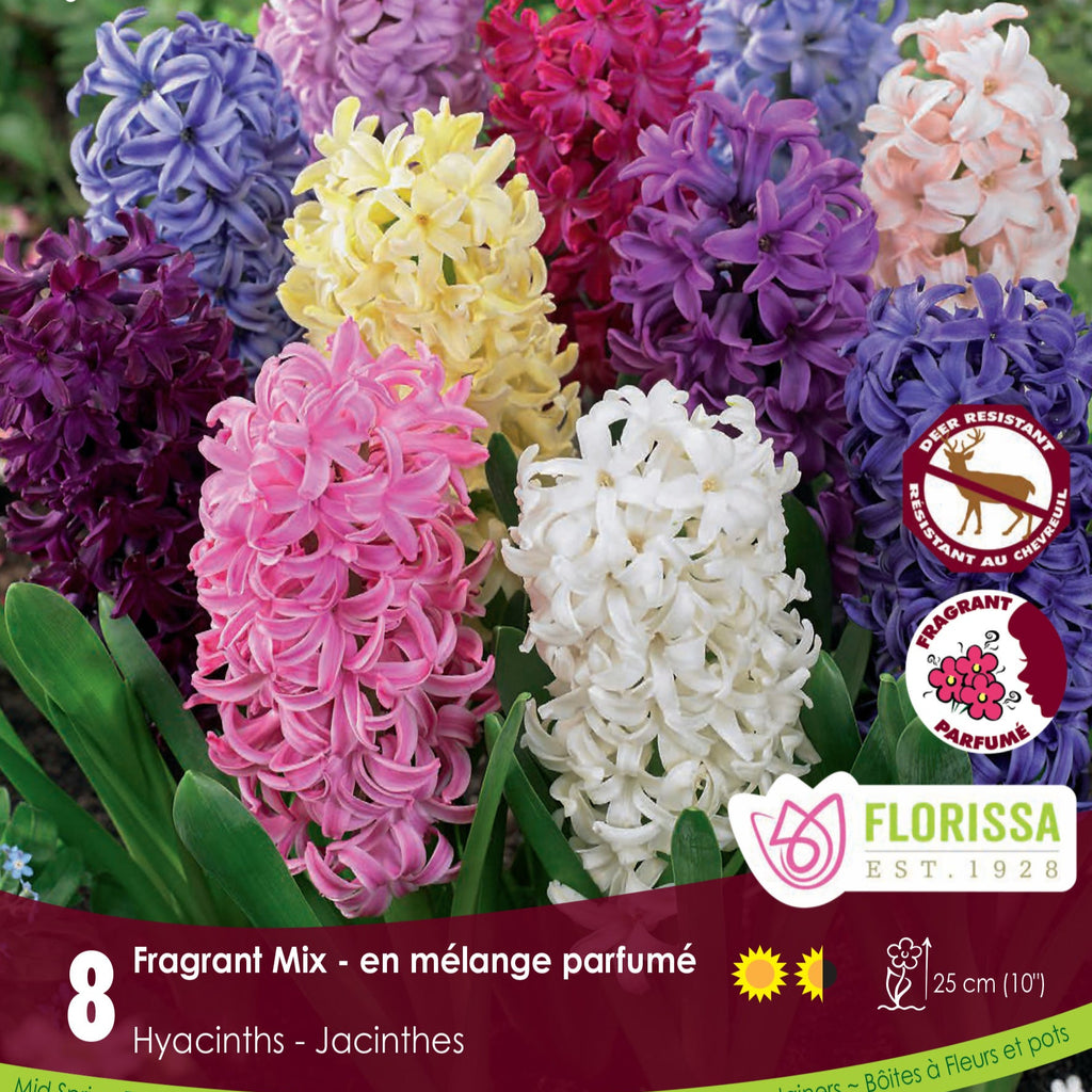 Preorder Hyacinth Mix Bulbs | Amsterdam Garden Centre