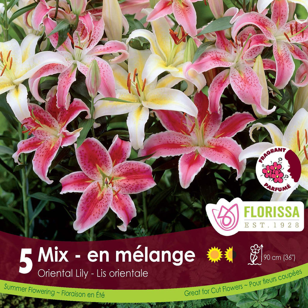 Preorder Lily ‘Fragrant Mix’ Bulbs | Amsterdam Garden Centre