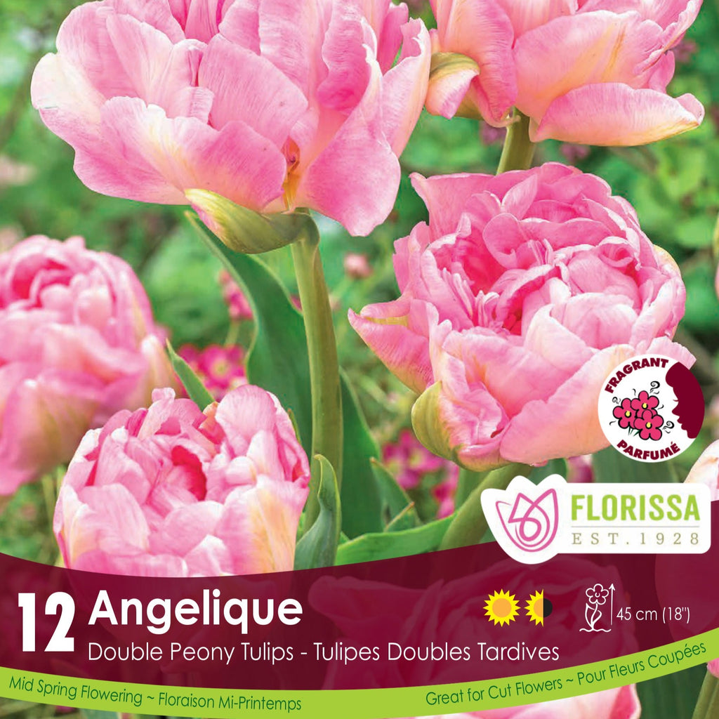 Preorder Tulip Angelique Bulbs Amsterdam Garden Centre