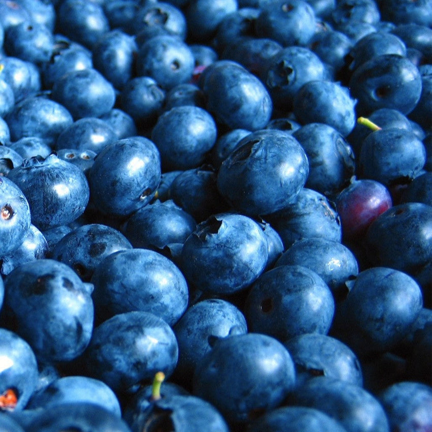 Preorder Blueberry Bushes | Amsterdam Garden Centre