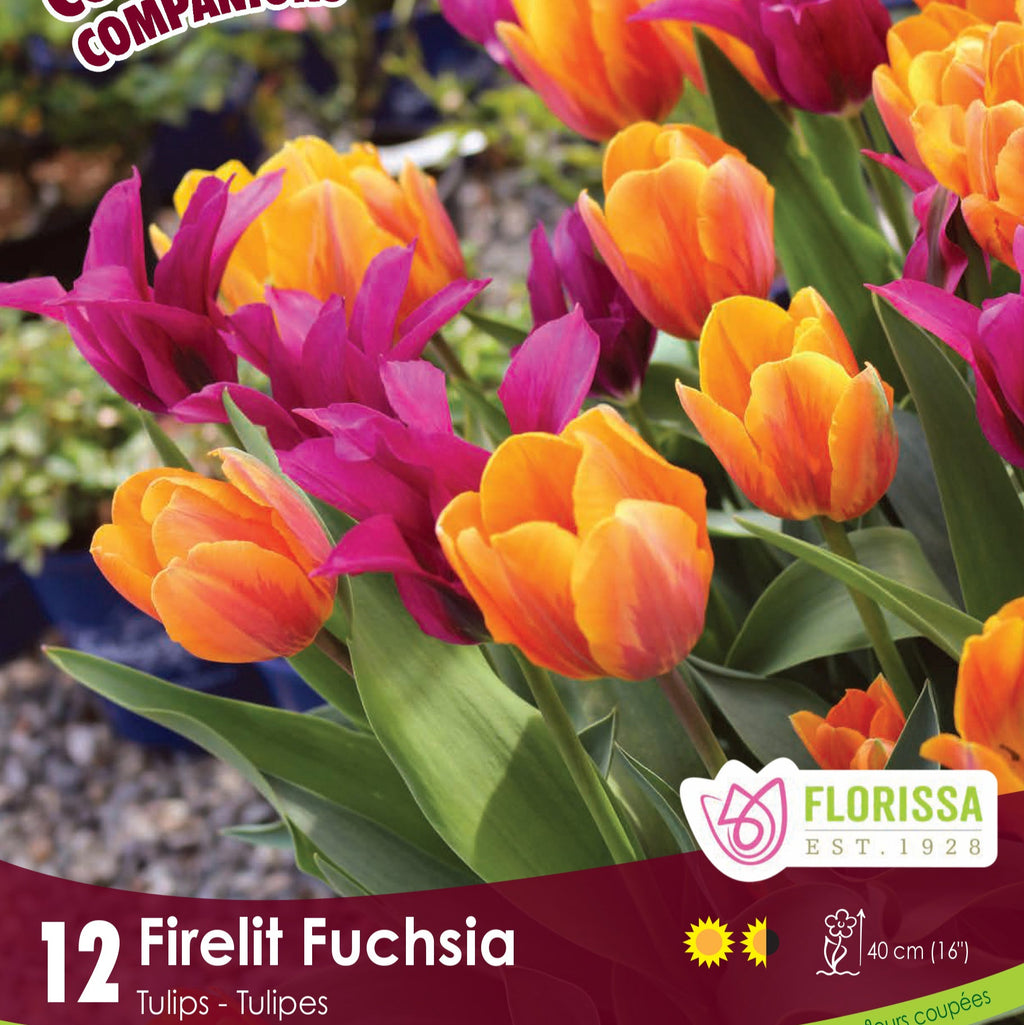 Preorder Firelit Fuchsia Tulips | Amsterdam Garden Centre