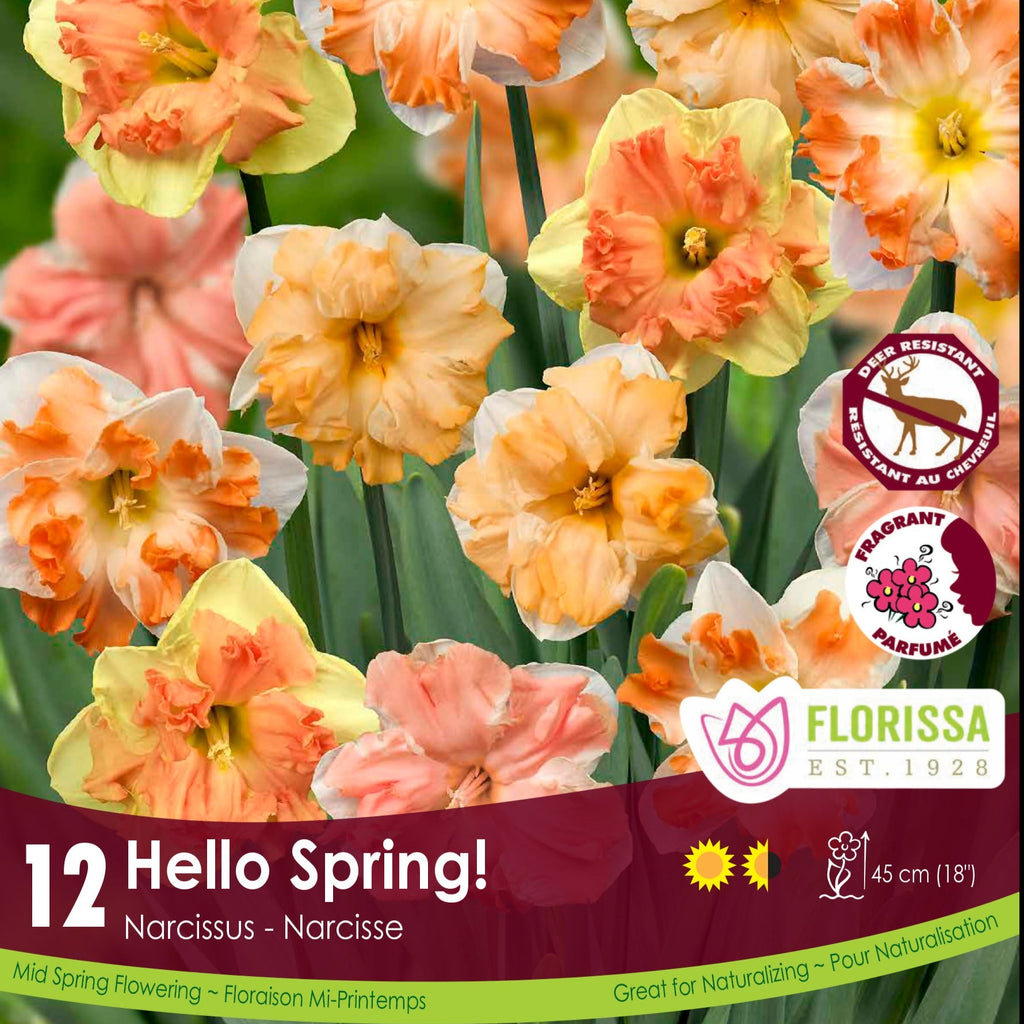 Preorder Hello Spring! Narcissus Bulbs | Amsterdam Garden Centre