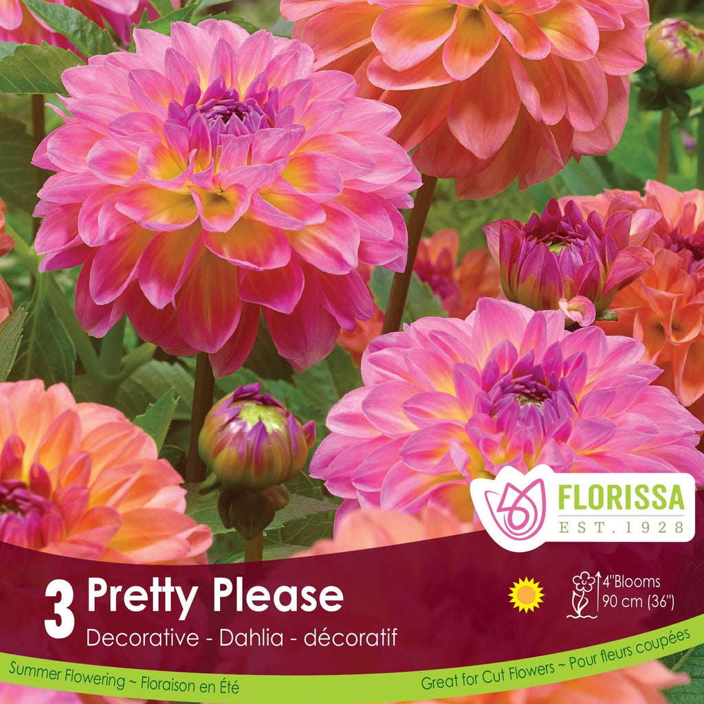 Preorder Dahlia ‘Pretty Please' | Amsterdam Garden Centre