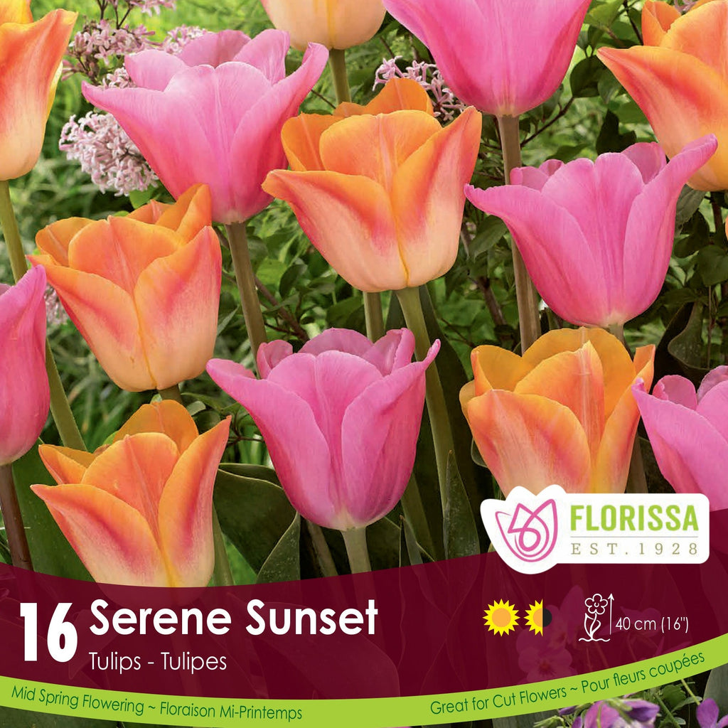 Preorder Serene Sunset Tulip Bulbs | Amsterdam Garden Centre