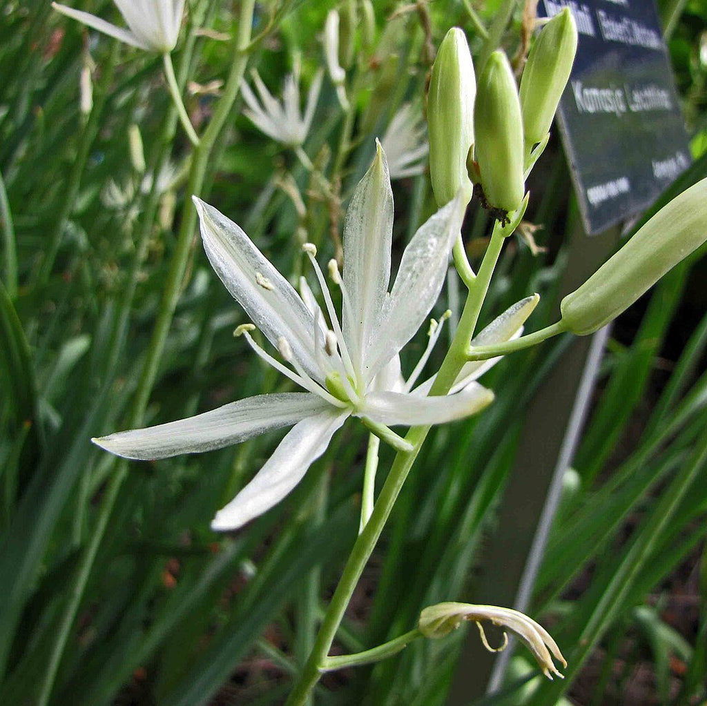 Preorder Camassia leichtlinii ‘Alba’ (White Camas Lily) | Amsterdam ...