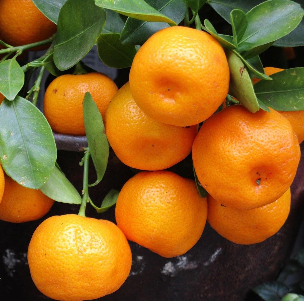Preorder 'Changsha' Mandarin Orange | Amsterdam Garden Centre