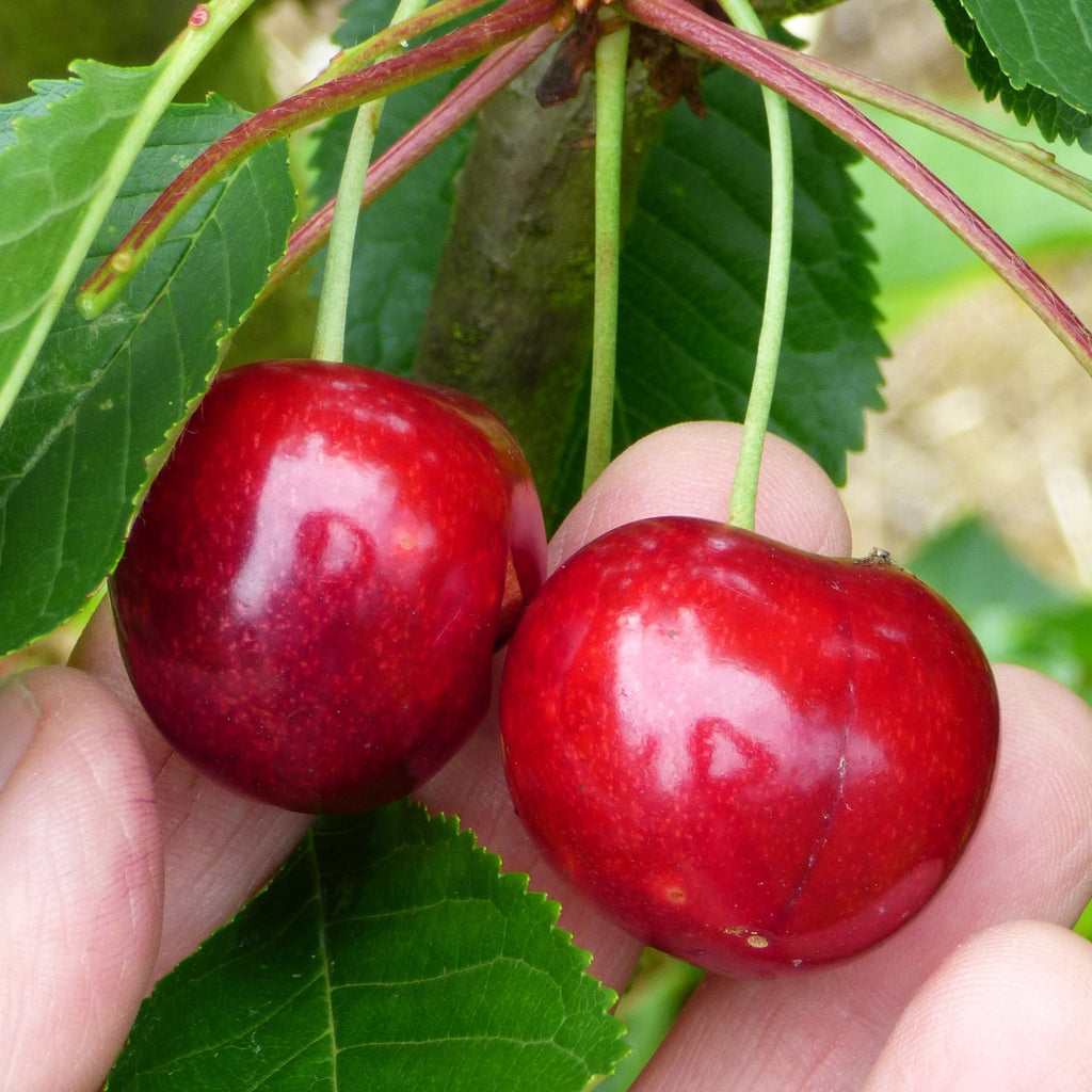 Preorder Cherry - Prunus avium ‘Compact Stella’ | Amsterdam Garden Centre