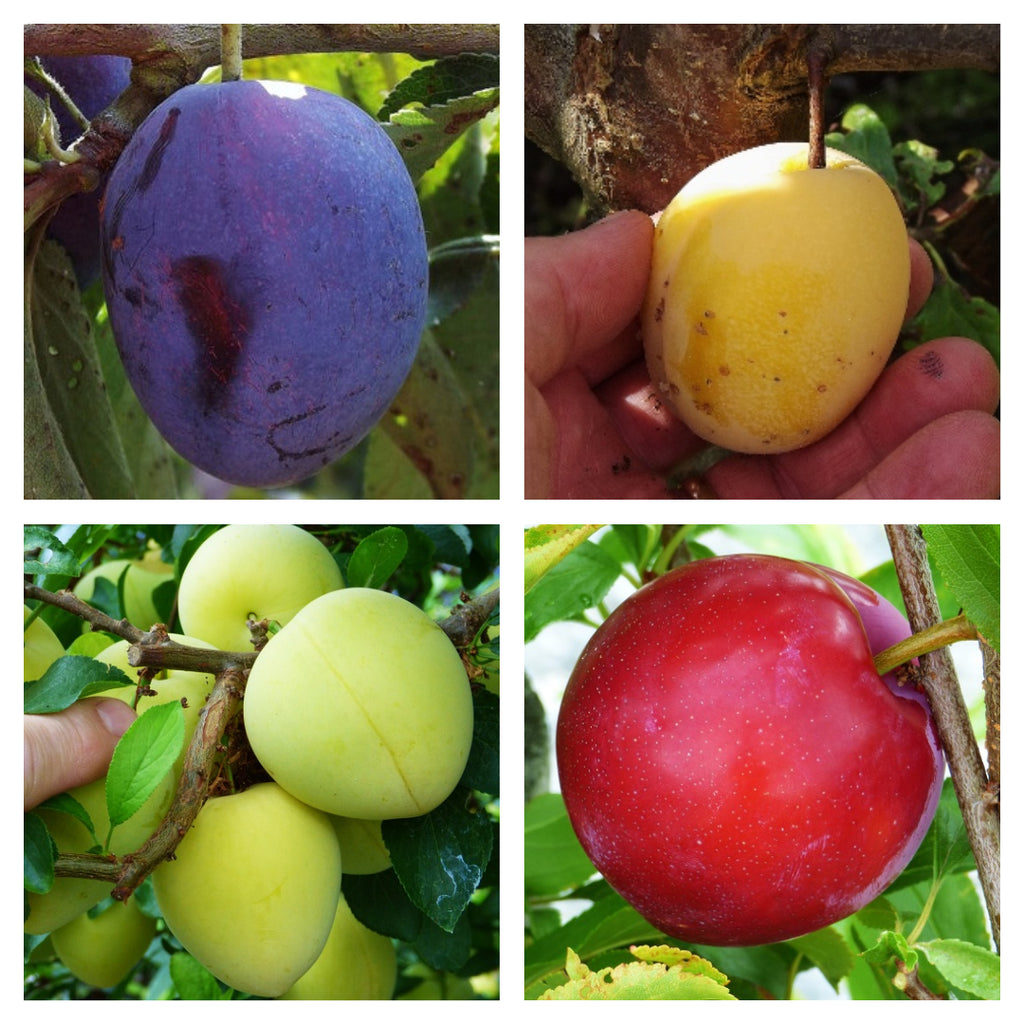 Preorder Plum - 4-Way Combo Plum | Amsterdam Garden Centre