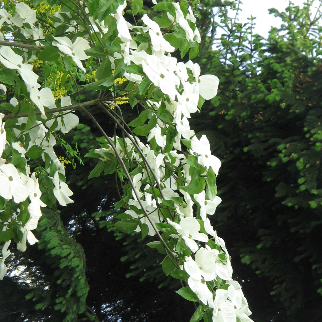 Preorder Dogwood ‘Aurora’ | Amsterdam Garden Centre