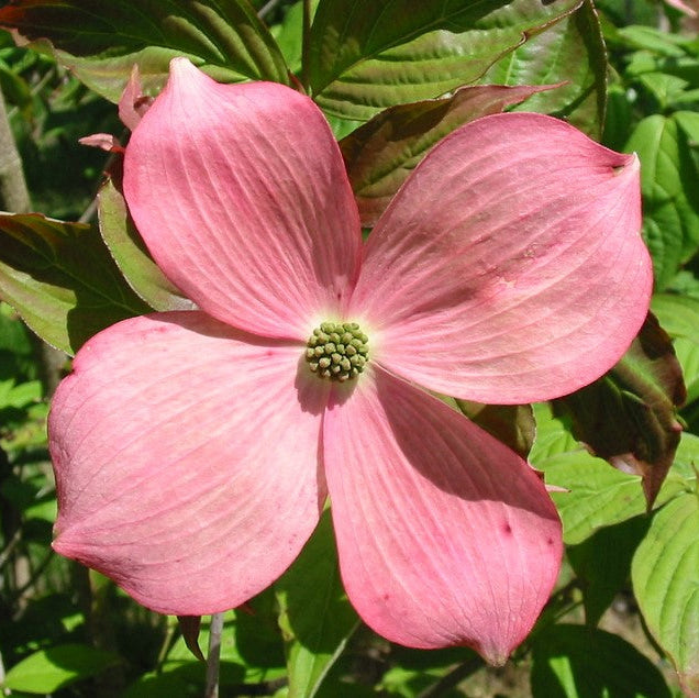 Preorder Dogwood ‘Stellar Pink' | Amsterdam Garden Centre