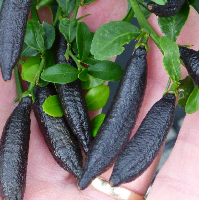 Preorder Finger Lime ‘D’Emerald’ | Amsterdam Garden Centre