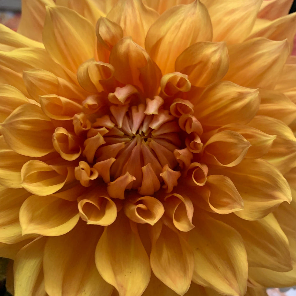 Preorder Dahlia ‘Ben Huston’ | Amsterdam Garden Centre