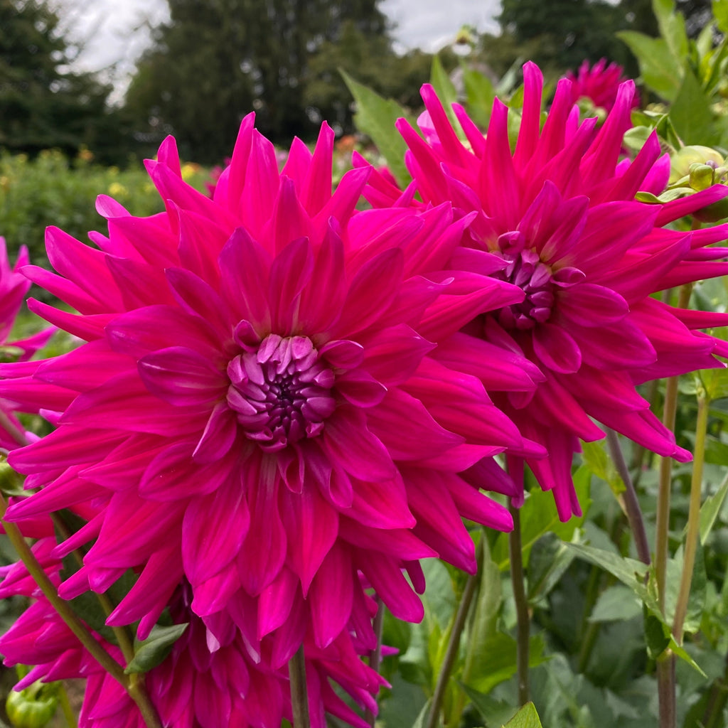 Preorder Dahlia ‘Raspberry Royale’ | Amsterdam Garden Centre