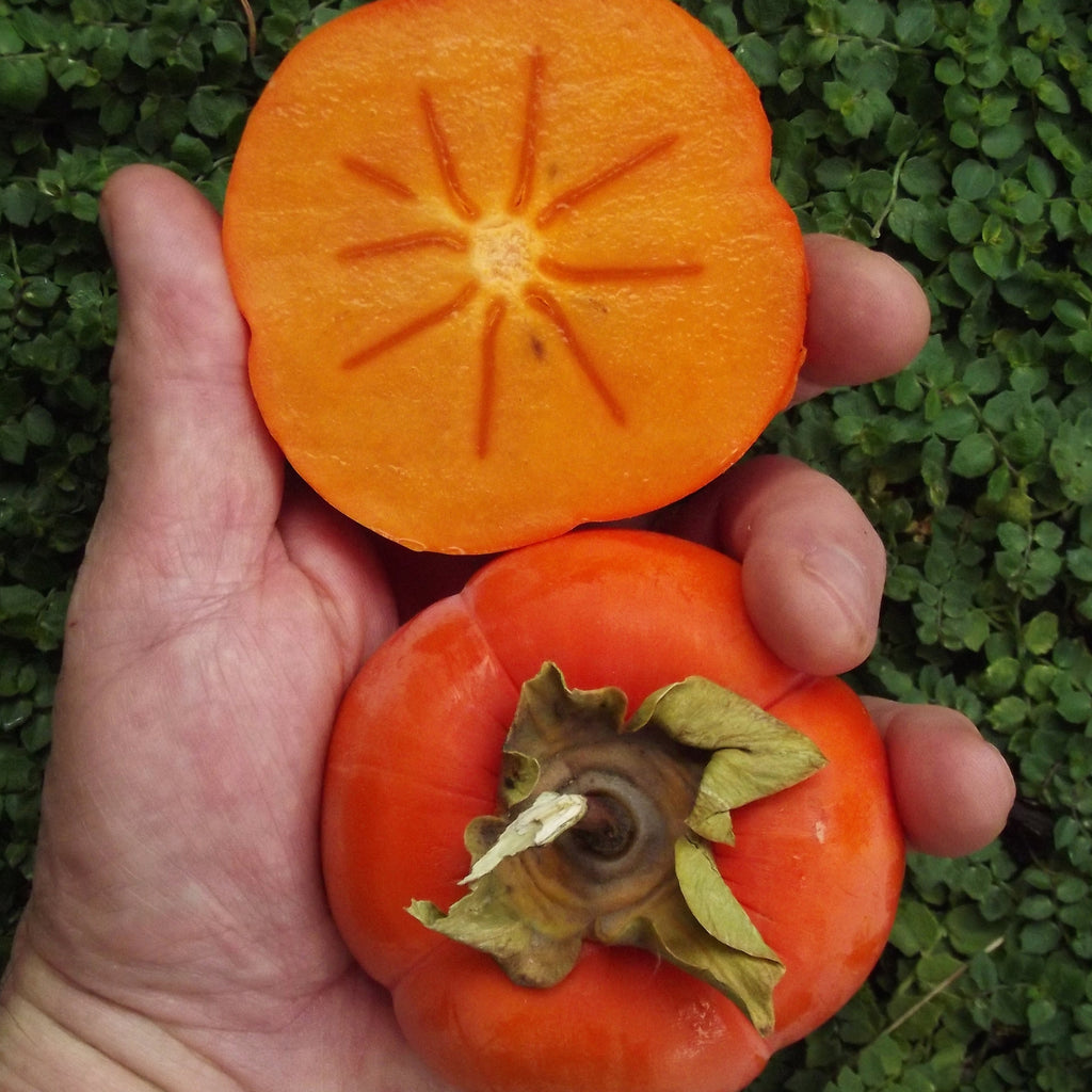 Preorder Persimmon - Diospyros kaki ‘Oriole’ | Amsterdam Garden Centre
