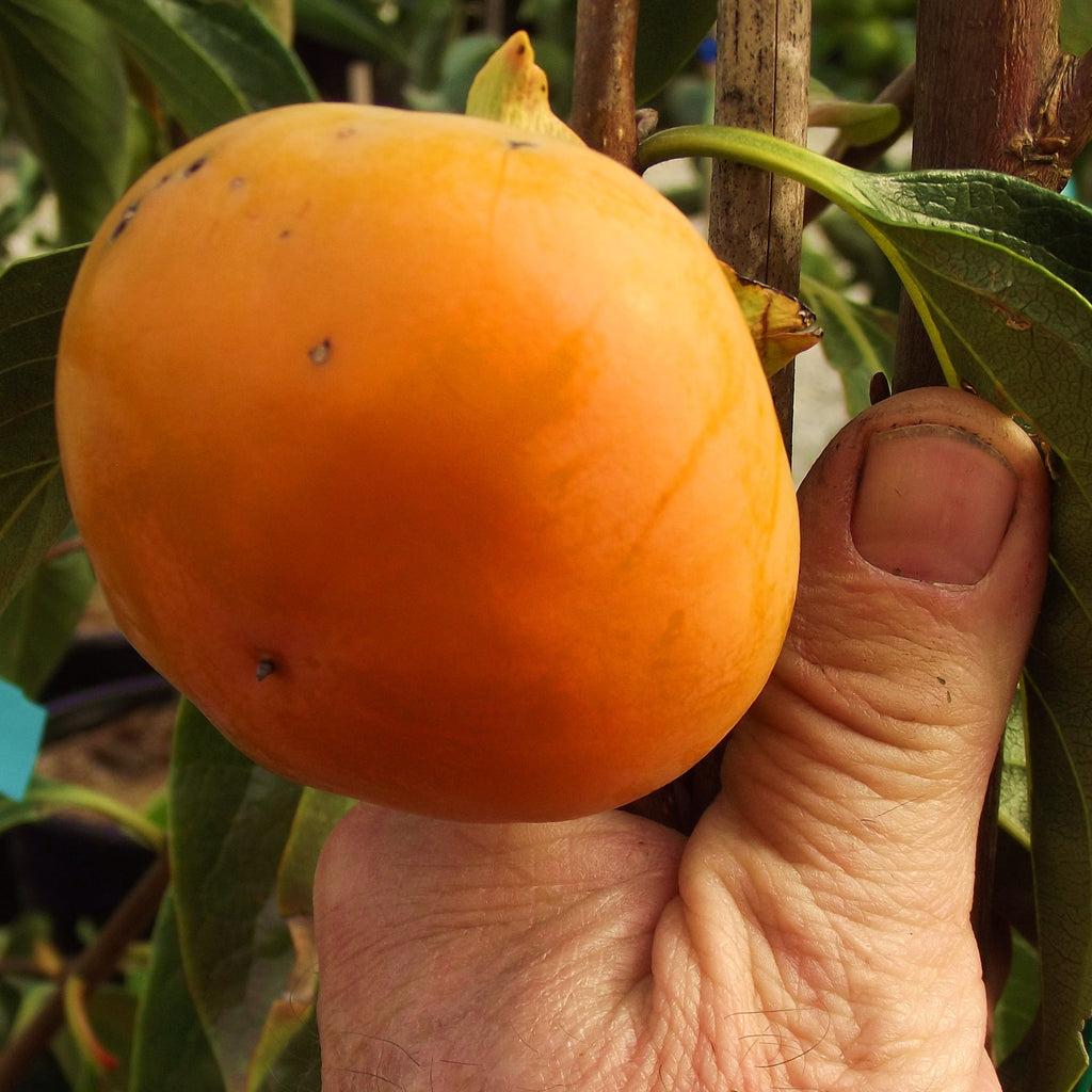 Preorder Persimmon - Diospyros kaki ‘Phoenix’ | Amsterdam Garden Centre